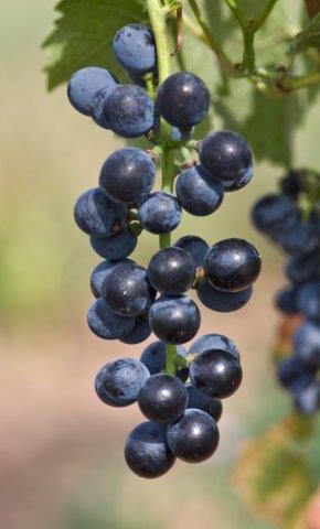 Index of /varieties/vine-varieties/